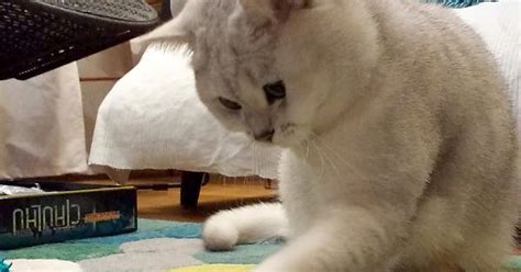 Cuthulu Album On Imgur