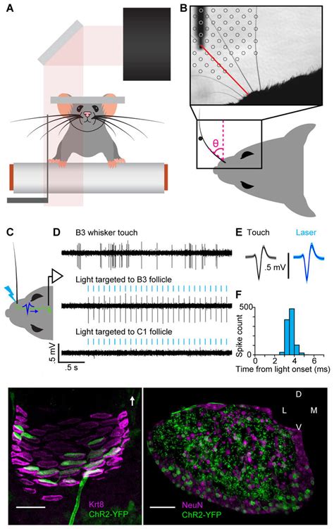 Recording Spikes From Merkel Afferents During Active Touch A