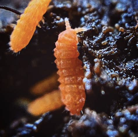 Springtails For Sale Orange Aquarium Ships Eco Culture Live Springtails