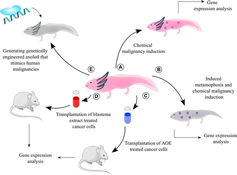 Axolotl A Resourceful Vertebrate Model For Regeneration And Beyond