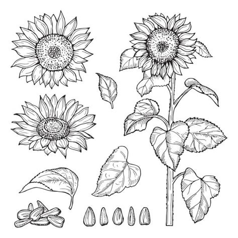 Drawings Of Sunflowers To Trace Easy How To Draw A Sunflower Tutorial