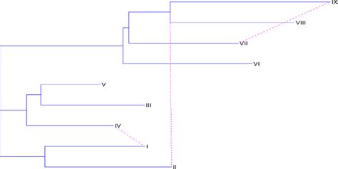 Phylogenetic Network For The Data Of Positions And Stack Interactions
