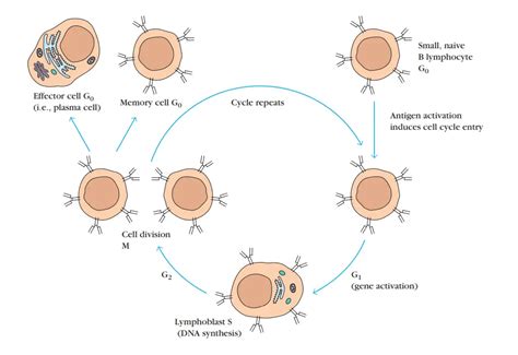 Cells Of Immune System Types And Examples Biology Notes Online