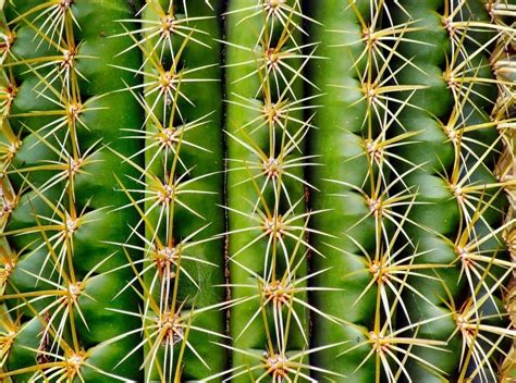 Translational Symmetry In Nature