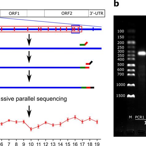 Method Of Targeted Bisulfite Massive Parallel Sequencing Of The Human Download Scientific