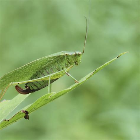 Leaf Katydid Facts