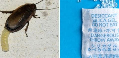 5 Powerful Tricks To Locate And Destroy “cockroach Eggs” Light Recipes