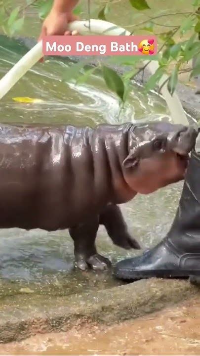 Moo Deng Is So Cute Lol Cute Moodeng Youtube