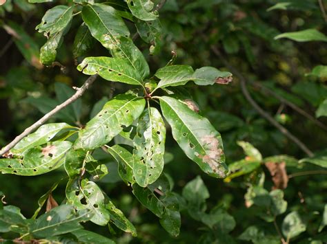 Shingle Oak Woody Plants Of Ohio