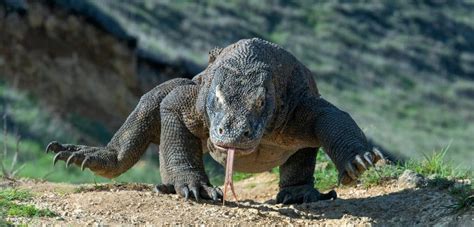 Tout Savoir Sur Le Fascinant Dragon De Komodo