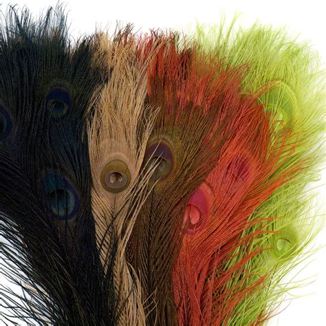 Peacock Tail Eyes Bleached Vintage Mix Feather Buy 25 40 Inches