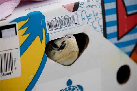 Georgia Just Made History With The States Largest Ever Release Of