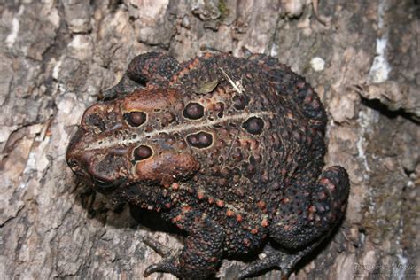 Eastern American Toad Pa Herp Identification
