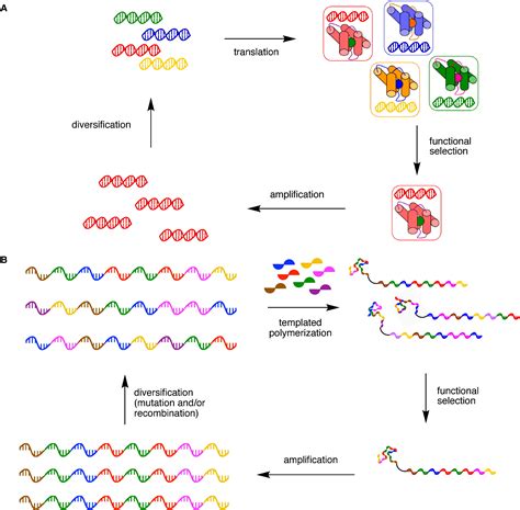 Recent Progress Toward The Templated Synthesis And Directed Evolution