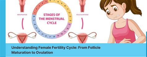 Understanding Female Fertility Cycle From Follicle To Ovulation