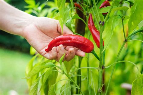 Best Soil Ph For Peppers How To Test And Amend Your Soil Spicy