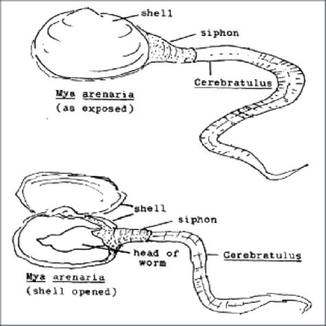 Figure 2 From Milky Ribbon Worm Cerebratulus Lacteus Predation And