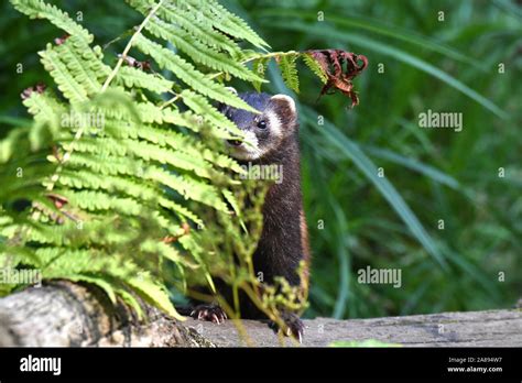 Iltis High Resolution Stock Photography and Images - Alamy