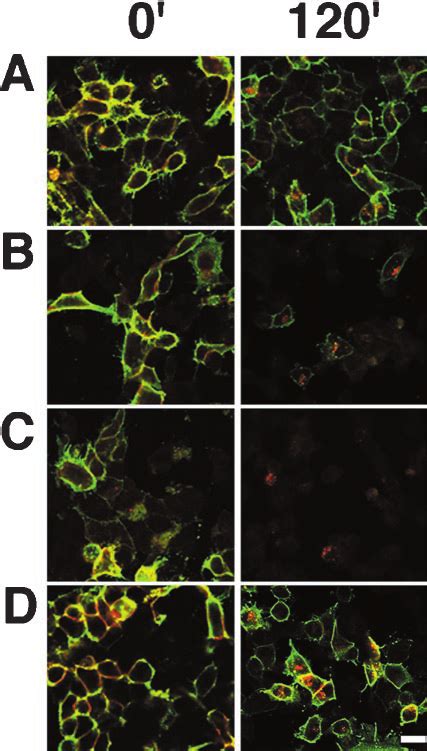 Gaba A Receptor Internalization A293 Cells Expressing 1 9e10 2 A 1