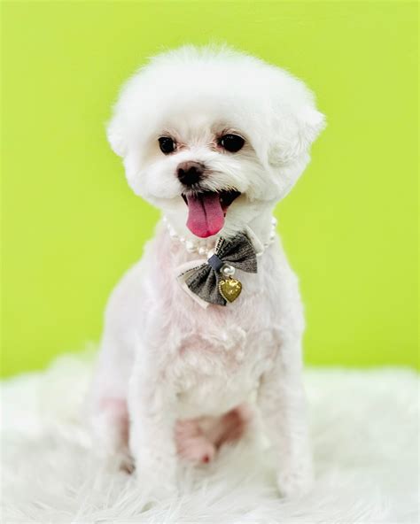 댕이샤워 귀여운 말티즈 순돌이 ~~ ️ 혀나온 모습이 귀여워 ~ 물지는 못하면서 으르렁 으르렁 ㅋㅋ Facebook