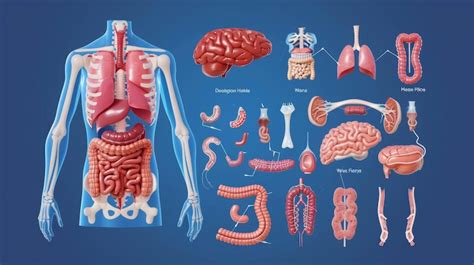 Premium Photo Biological Diagram Of Human Body Organs Modern Illustration
