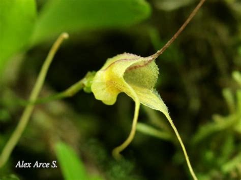 Masdevallia Nidifica Ecos Del Bosque
