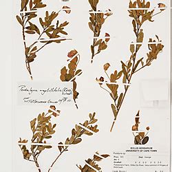 Podalyria Myrtillifolia 49705