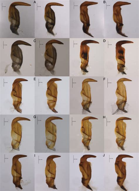 Parámeros De Largus Spp A Largus Sculptilis Bliven B L Convivus