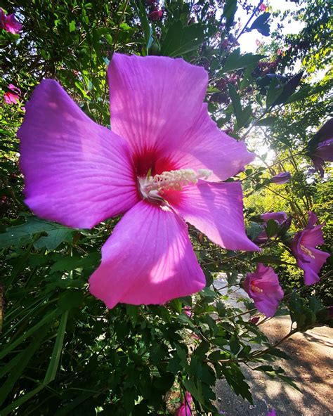 Aricha Smith 🌟 Liv Jaideep Blightyoganidra • Instagram Photos And Videos