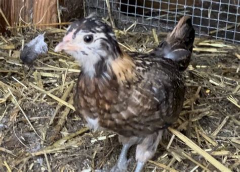 Bantam Easter Egger 6 Weeks Backyard Chickens Learn How To Raise Chickens