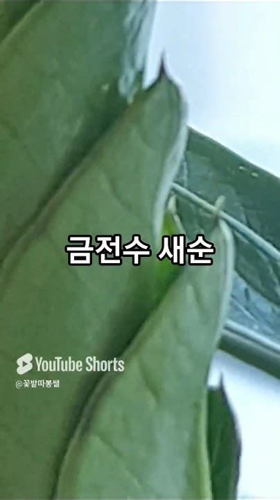 금전수 새순 돈나무 자미오쿨카스 꽃말은 Youtube