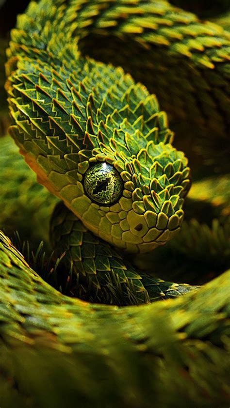 Snakes Cute Wallpapers Wallpaper Cave