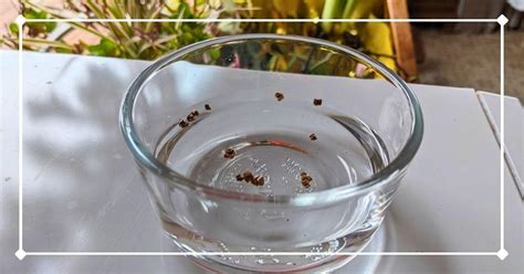 How And Why To Soak Seeds In Water Before Planting