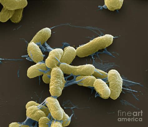 Bakteri Yersinia Pestis Id