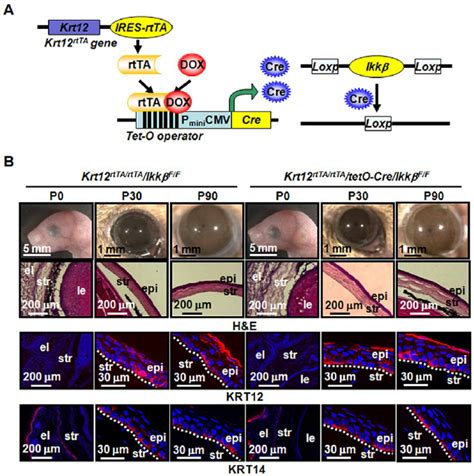 Genetic Deletion Of Ikk B Gene Has No Effect On The Developmental Download Scientific Diagram