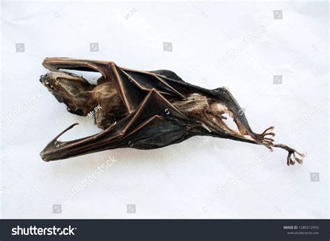 25103 Imagens De Dead Bat Imagens Fotos Stock E Vetores Shutterstock