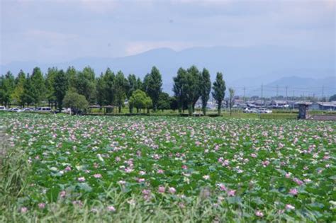 滋賀県草津市 烏丸半島ハスの群生地