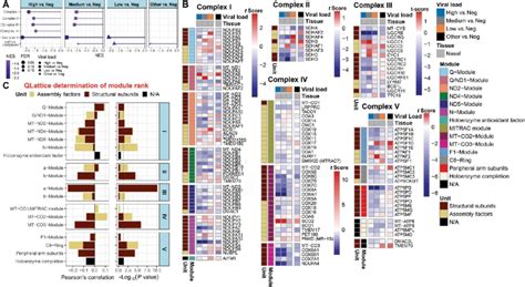 Mitochondrial Oxphos Complex Gene Expression In Nasopharyngeal Samples Download Scientific