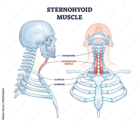 Sternohyoid Muscle Strap Location And Human Neck Muscular System