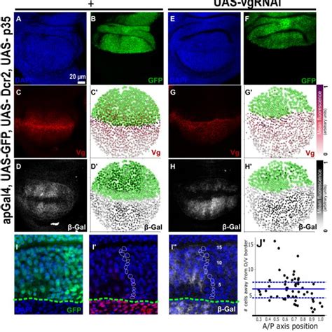 Cell Recruitment Signal Can Propagate Throughout The Wing Pouch Without