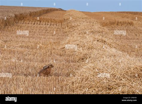 A Brown Hare Lepus Capensis In A Wheatfield At Harvest Time On The Isle Of Sheppey Kent