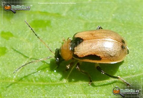 Bean Leaf Beetle