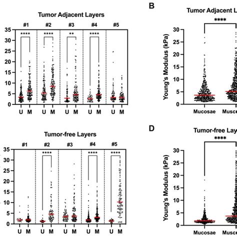 A C Comparison Between Bladder Wall Layers Mucosae U Vs