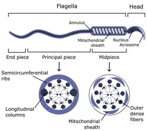Structure And Composition Of Spermatozoa Fibrous Sheath In Diverse