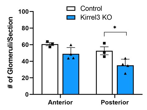 Automated Glomeruli Quantification Shahab Bahreini Jangjoo Glomeruli