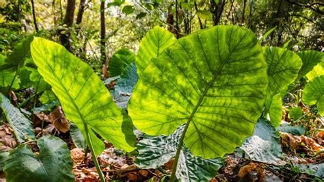 The Best Fertilizer For Elephant Ear Plants