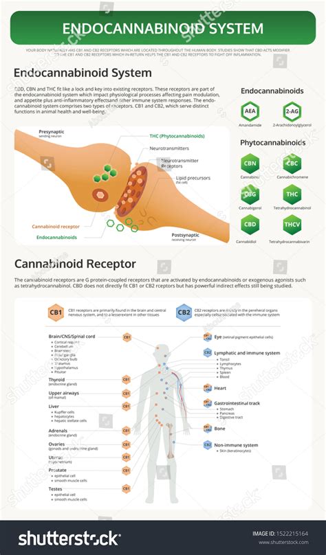 Human Cbd Receptor Chart Vertical Textbook Stock Vector Royalty Free