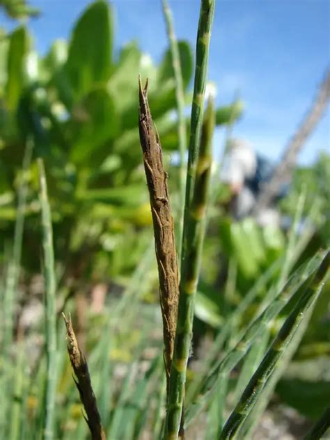 Lepturus Repens Flower Leaf Care Uses Picturethis