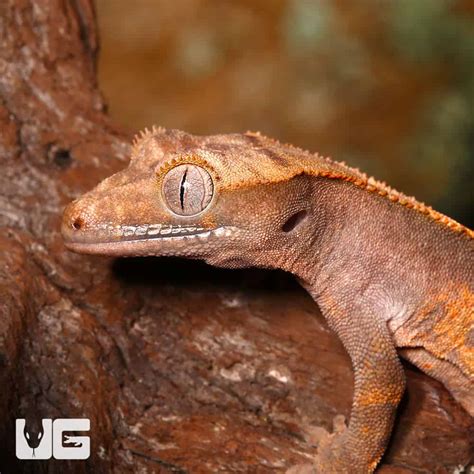 Juvenile Flame Crested Geckos Correlophus Ciliatus For Sale