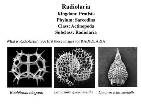 Sarcodina Structure